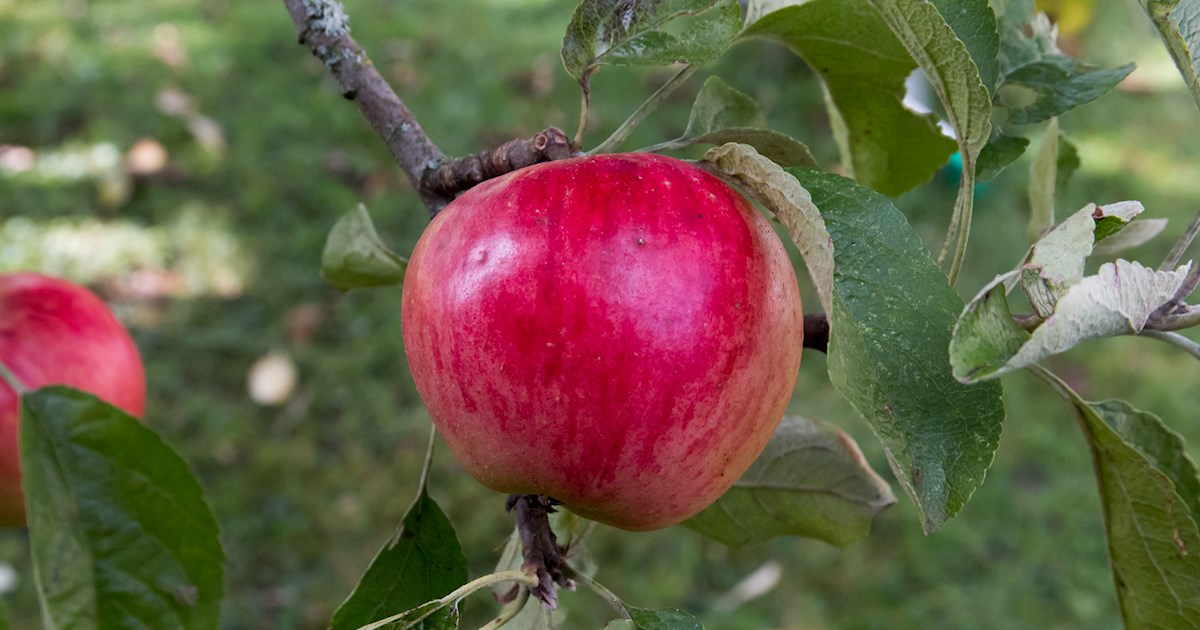 Akane Apples | Local Apple Variety From Japan | TasteAtlas