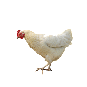 En Vessie | Traditional Technique From France, Western Europe