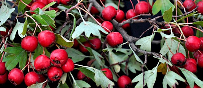 North American Fruits: 67 Fruit Types in North America | TasteAtlas