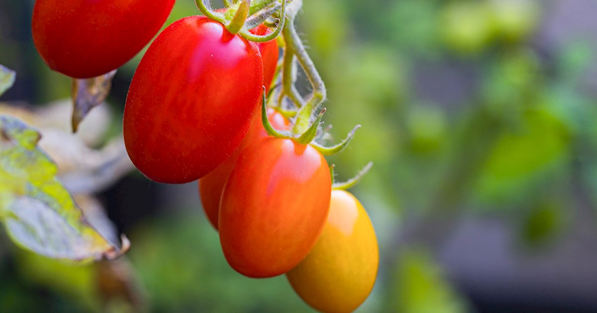 Tomatoes of the World: 28 Tomato Types | TasteAtlas