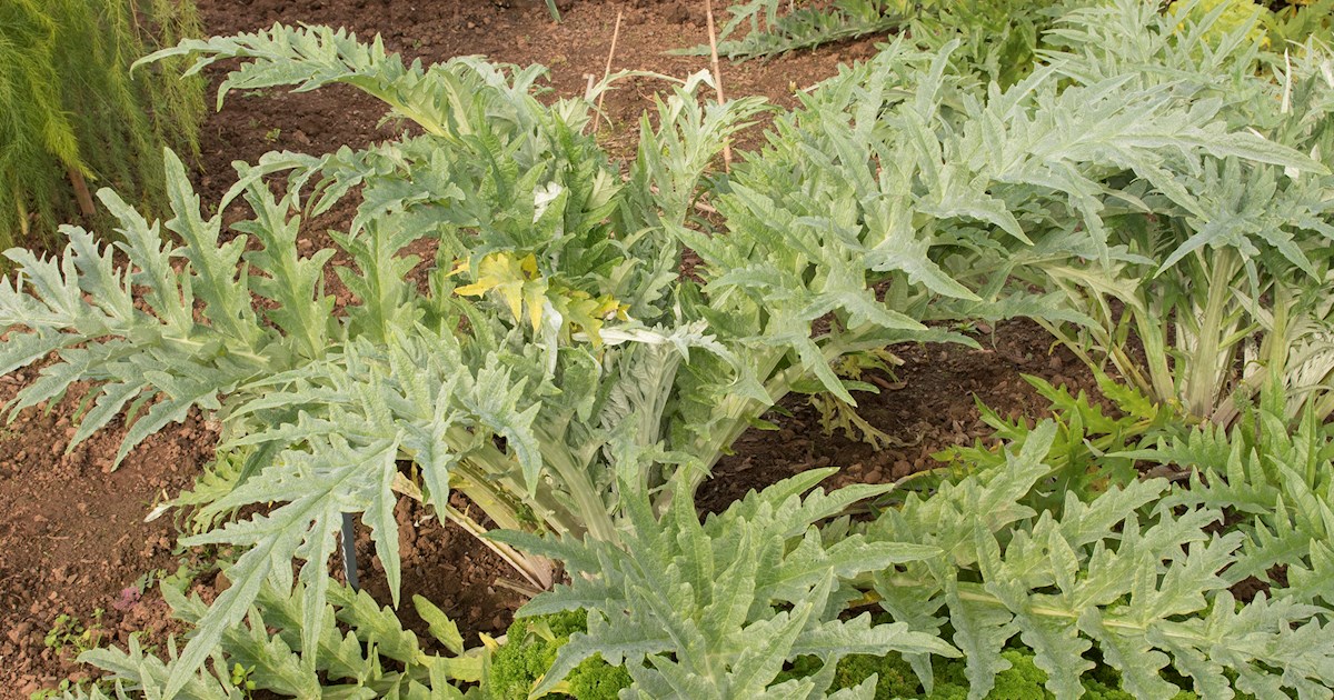 12 Best Stalk Vegetables in Western Europe - TasteAtlas