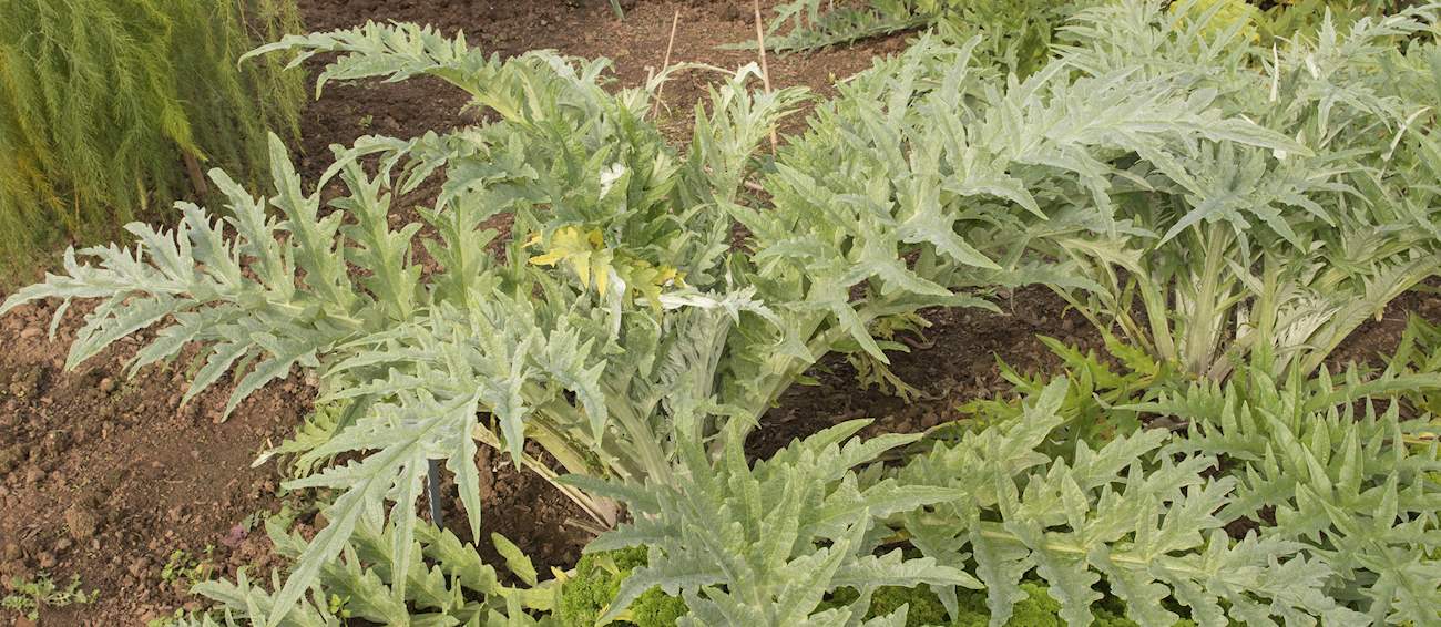 12 Best Stalk Vegetables in Western Europe - TasteAtlas