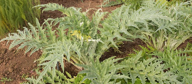 Stalk Vegetables of the World: 23 Stalk Vegetable Types | TasteAtlas