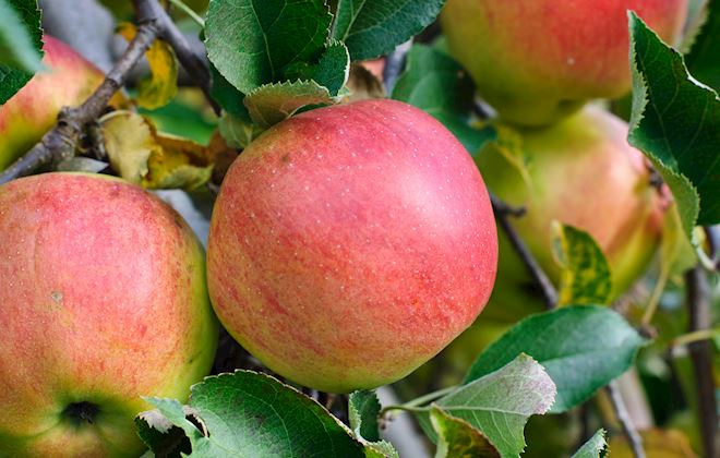 North American Apples: 54 Apple Types in North America | TasteAtlas