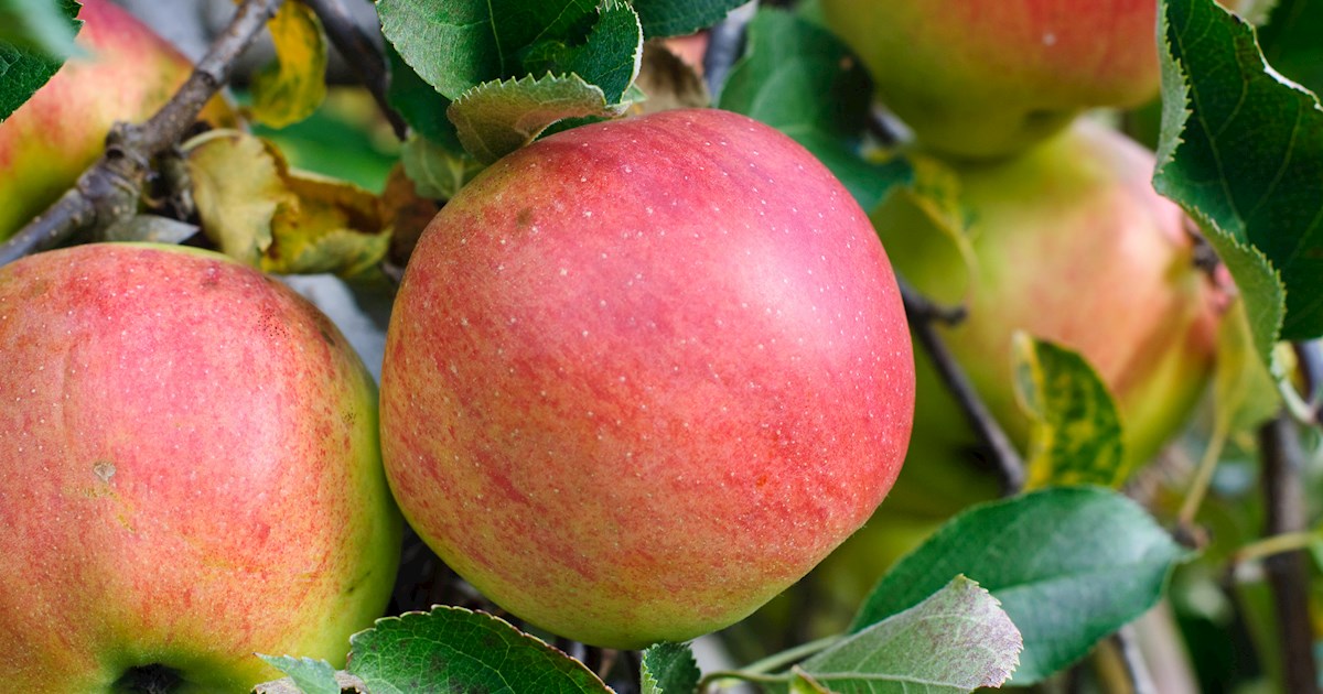 9 Best Fruits in New England - TasteAtlas