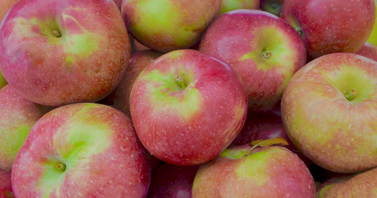 Macoun Apples | Local Apple Variety From New York, United States of America