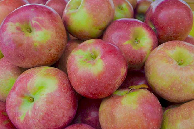 New York Apple Varieties: 7 Apple Variety Types in New York | TasteAtlas