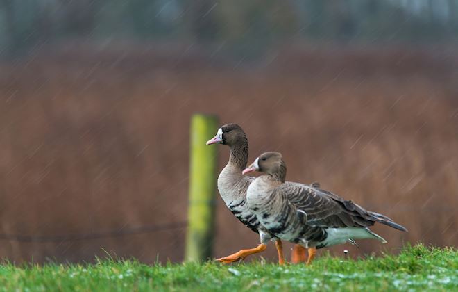 European Poultries: 50 Poultry Types in Europe | TasteAtlas