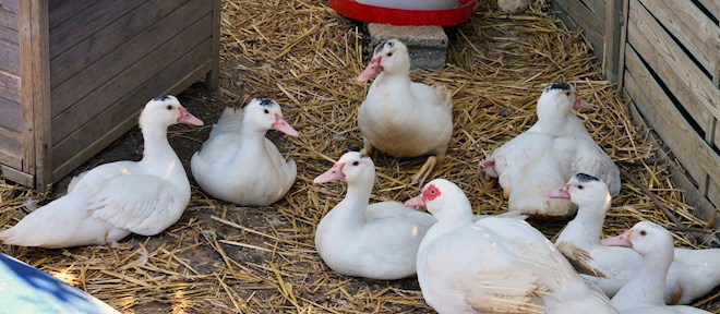 French Poultry: 43 Poultry Types in France | TasteAtlas