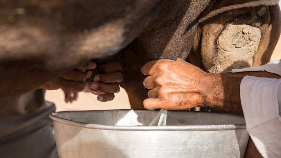 33 Best Milks in the World - TasteAtlas