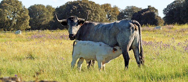 Spanish Beef Cattle Breeds: 11 Beef Cattle Breed Types in Spain ...