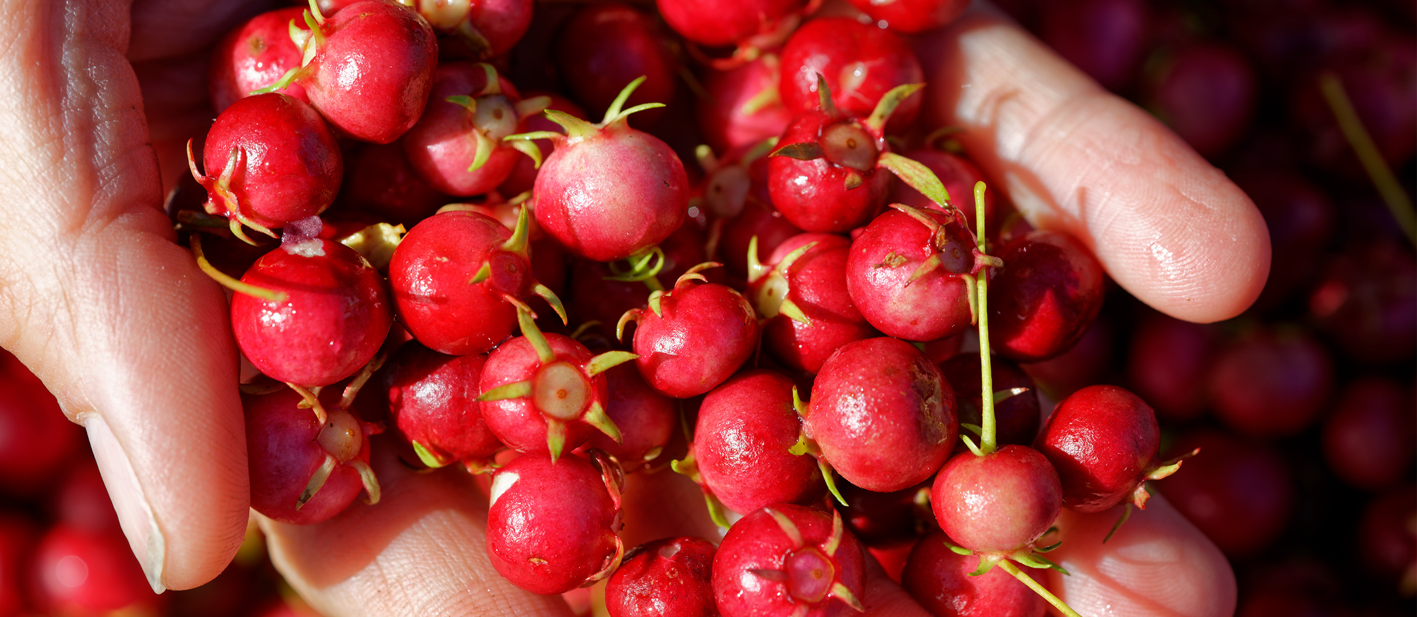 Chilean Myrtle | Local Berry From Neuquén Province, Argentina
