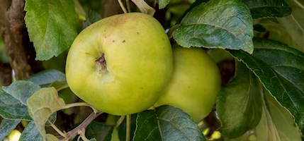 TasteAtlas - Local food around the world