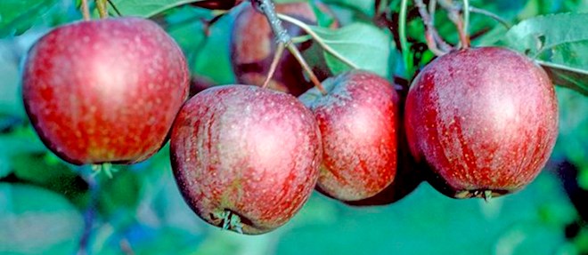 New Zealand Fruits: 14 Fruit Types in New Zealand | TasteAtlas