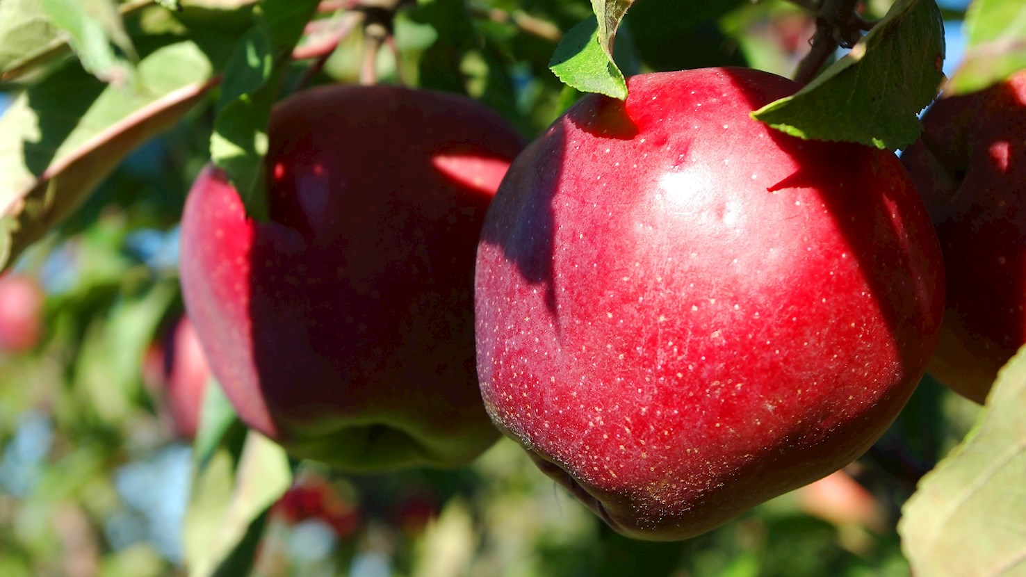20 Worst Rated North American Fruits - TasteAtlas