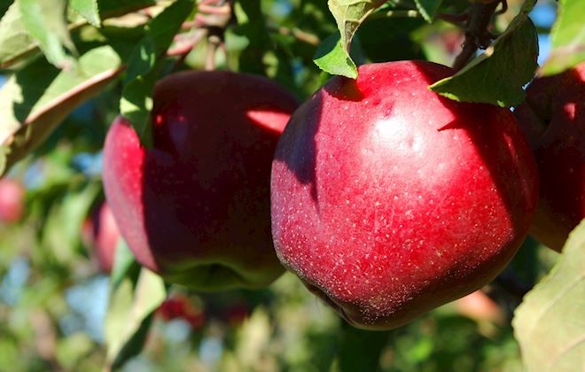 North American Apples: 54 Apple Types in North America | TasteAtlas