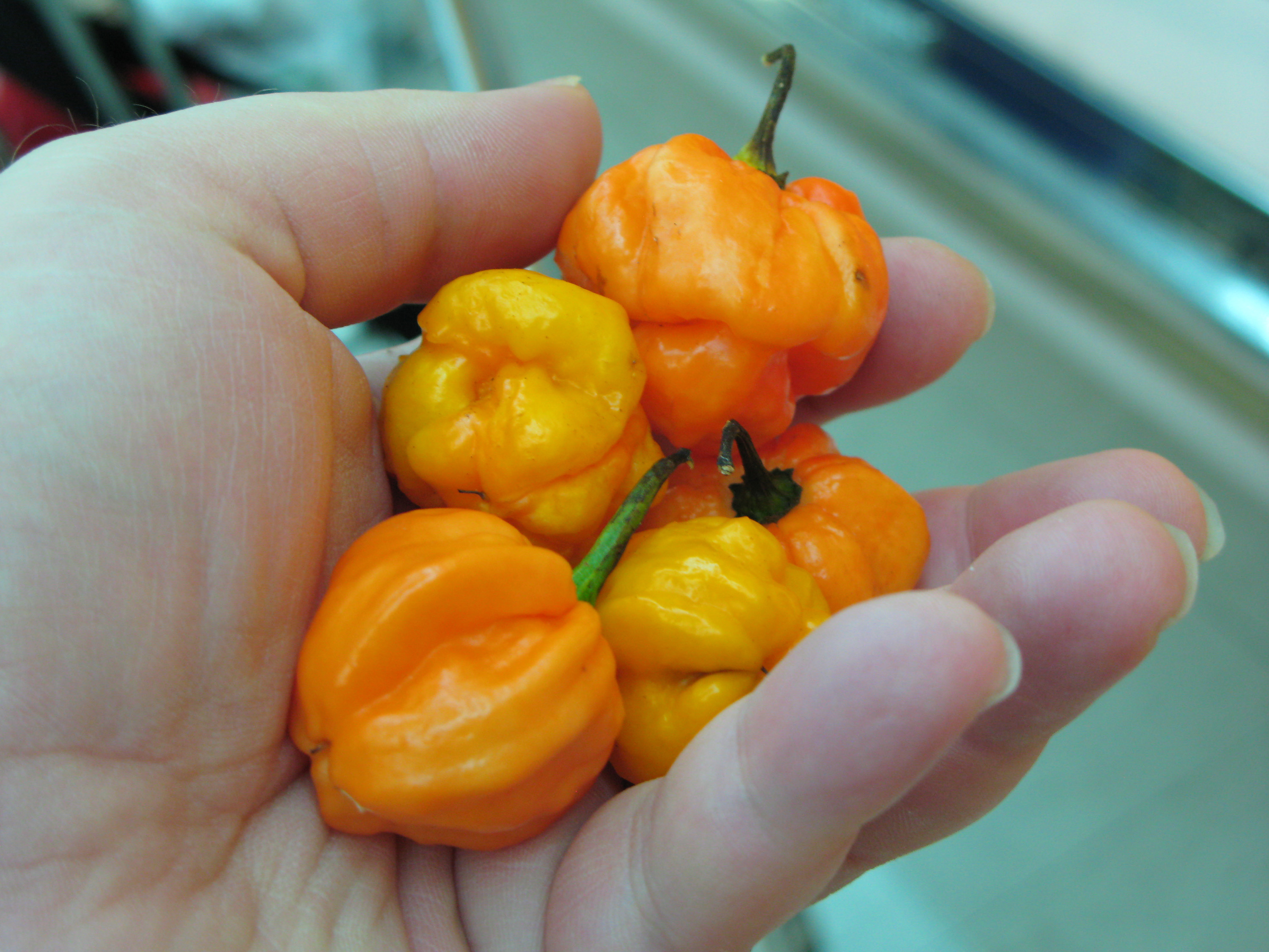 Bahamian Goat Pepper | Local Hot Pepper From The Bahamas, Caribbean