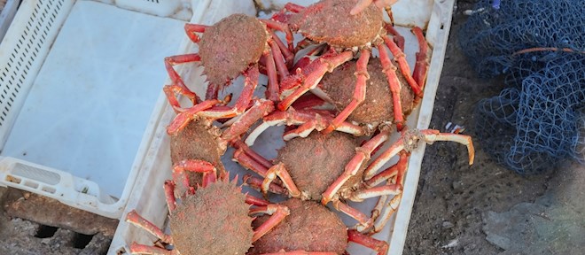 Shellfishes of the World: 72 Shellfish Types | TasteAtlas