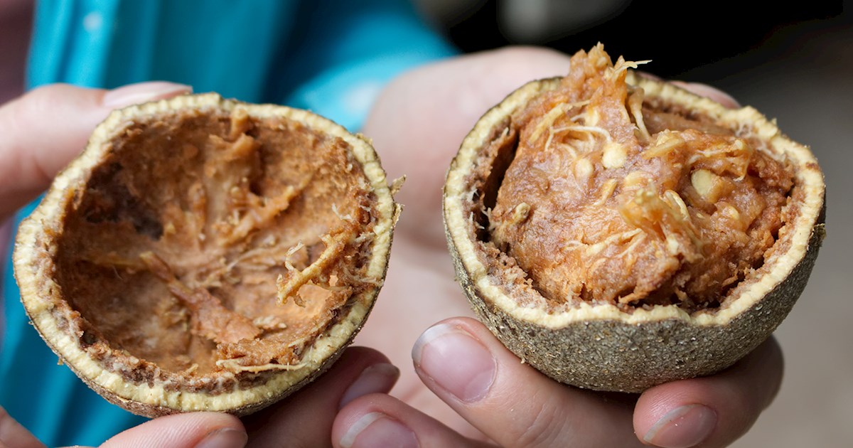 6 Best Fruits in India - TasteAtlas