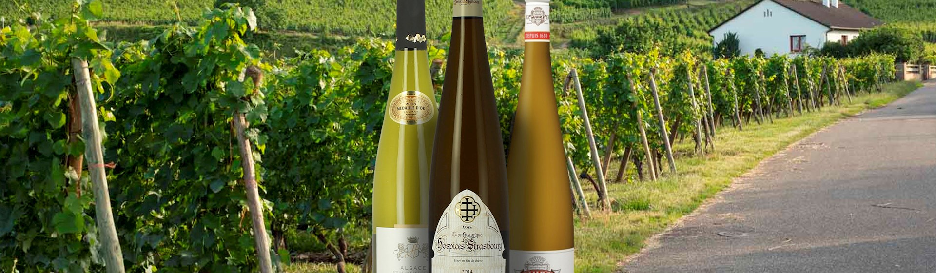 65 Best Grapes in France - TasteAtlas