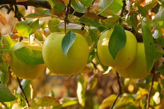 American Apple Varieties: 49 Apple Variety Types in United States of ...