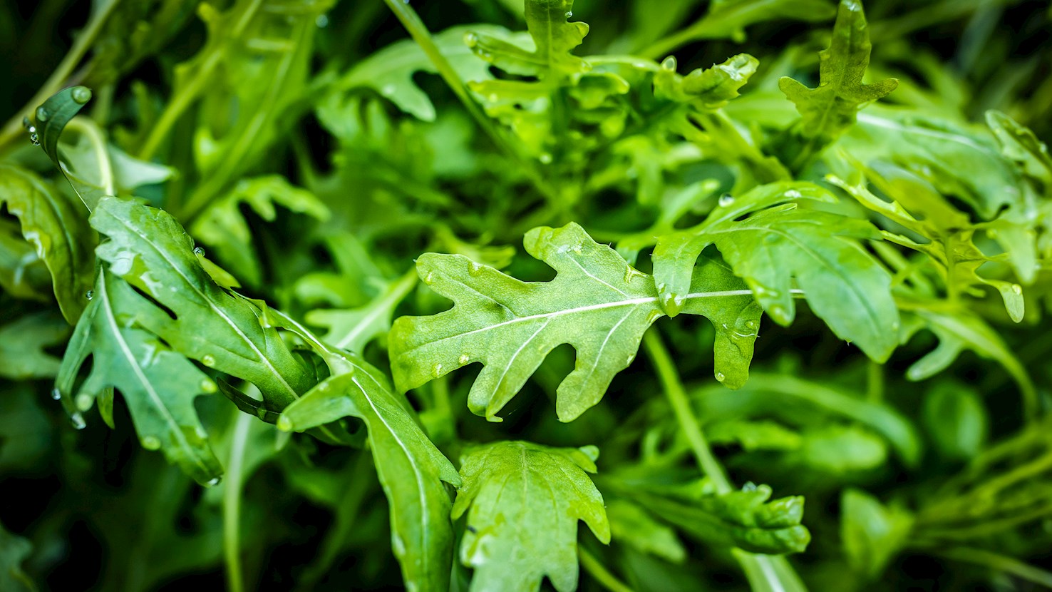 Top 8 Italian Leaf Vegetables - TasteAtlas