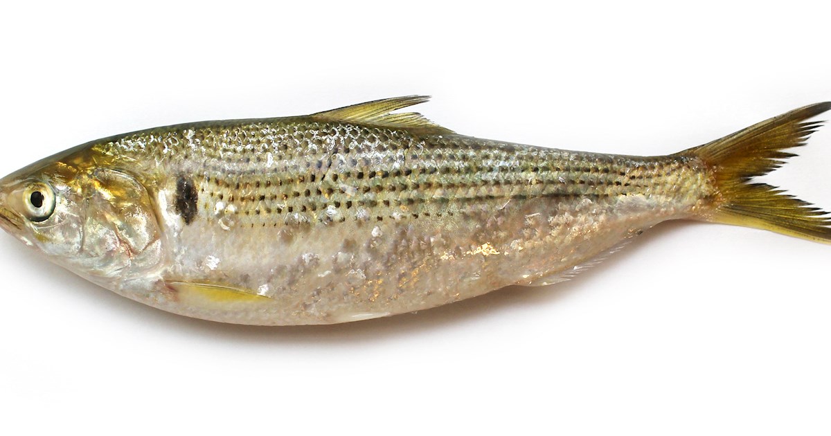 Shad | Local White Fish From Connecticut, United States of America