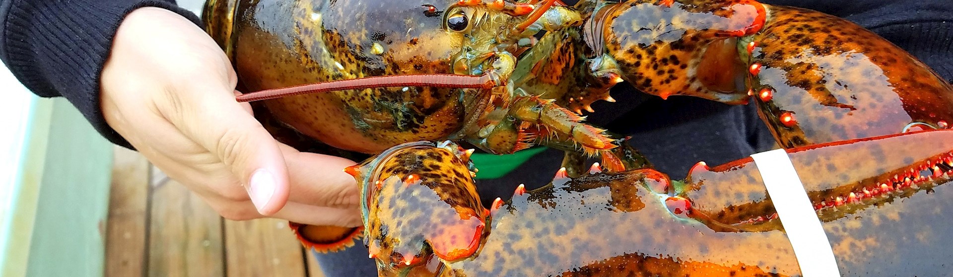 77 Best Shellfishes in the World - TasteAtlas