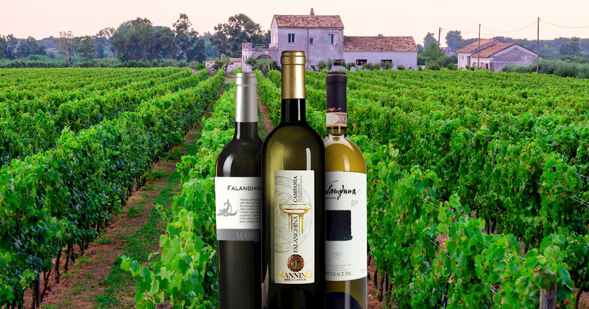 Falanghina | Local Wine Variety From Campania, Italy