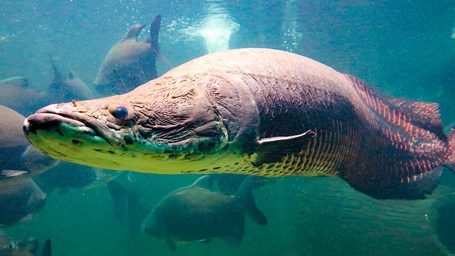 3 Most Popular South American Freshwater Fish - TasteAtlas