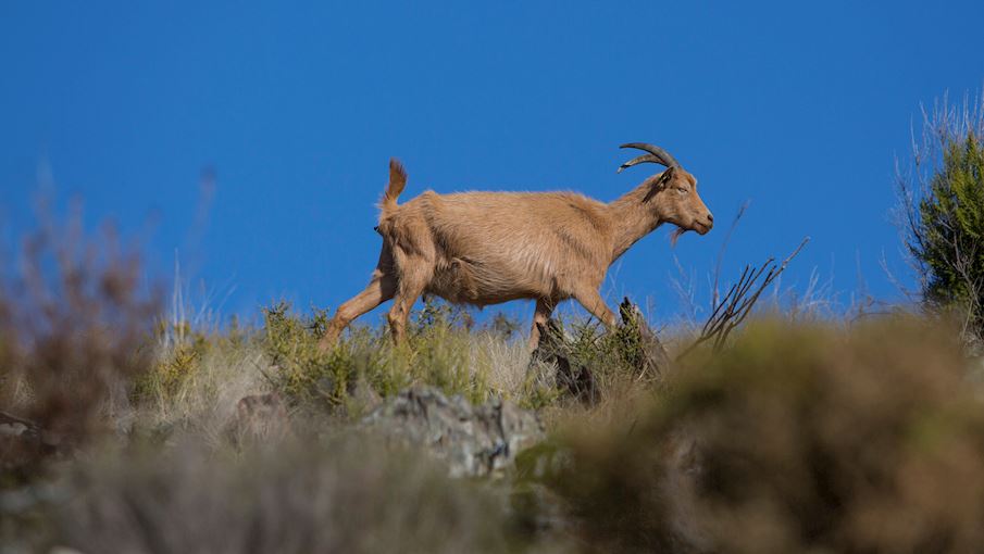 6 Most Popular Western European Goats - TasteAtlas