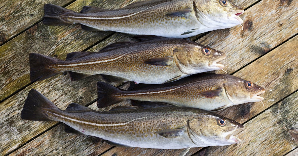 Atlantic Cod | Local Cod From Norway, Northern Europe