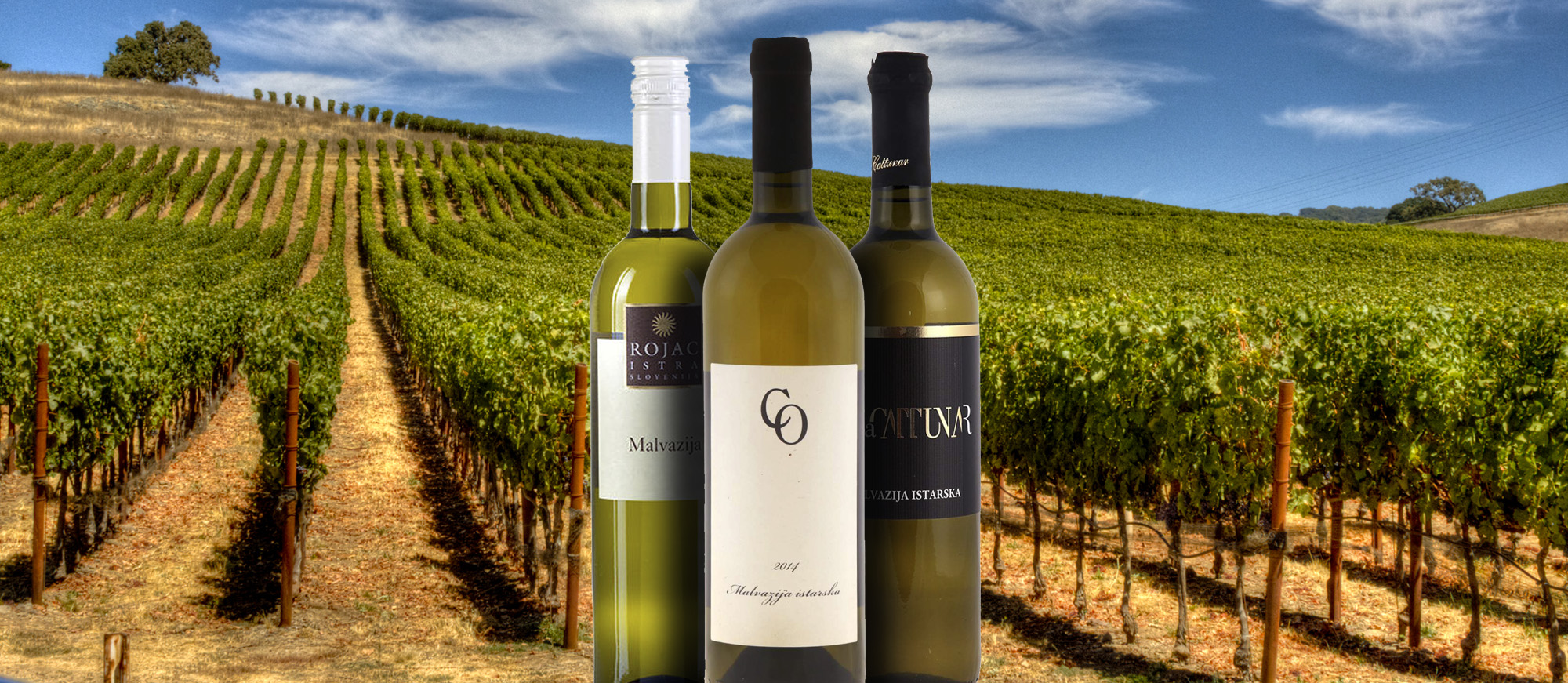 Istarska Malvazija | Local Wine Variety From Istria, Croatia