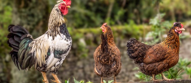 French Poultry: 43 Poultry Types in France | TasteAtlas