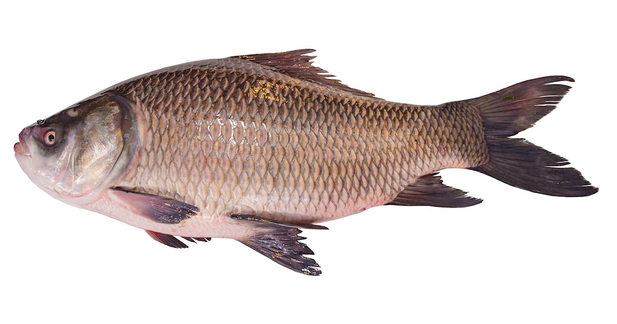 3 Best Freshwater Fishes in India - TasteAtlas