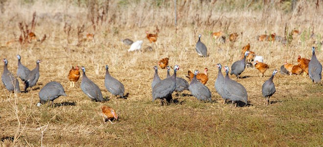 French Poultry: 43 Poultry Types in France | TasteAtlas