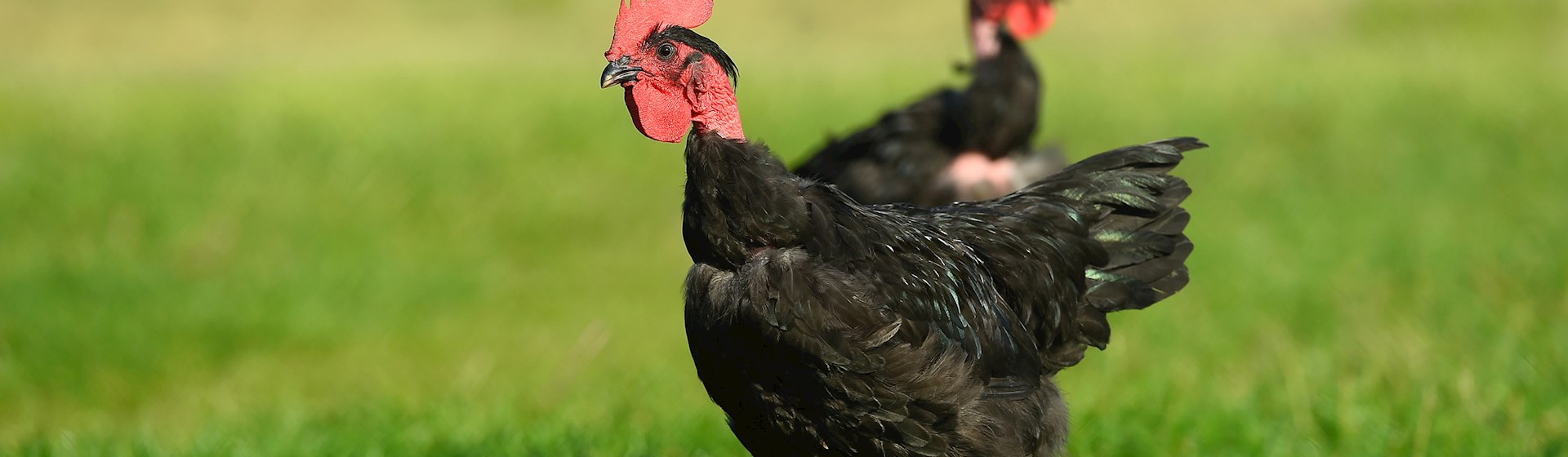 3 Best Poultry in Brittany - TasteAtlas