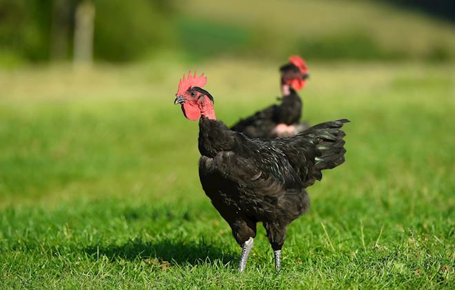 Poultries of the World: 52 Poultry Types | TasteAtlas