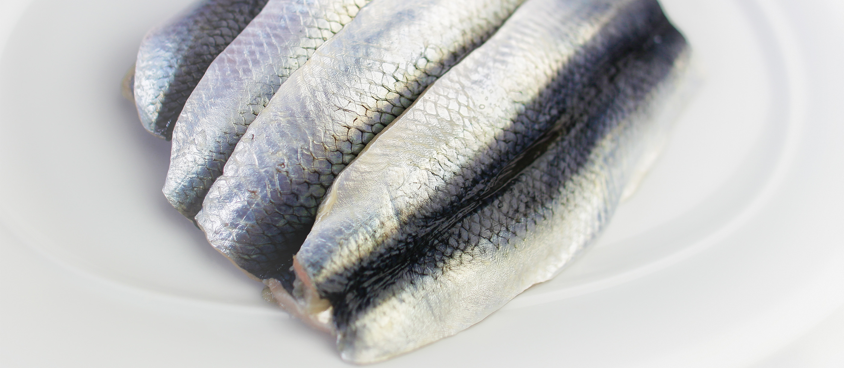 Alewife River Herring | Local Freshwater Fish From Northeastern United ...