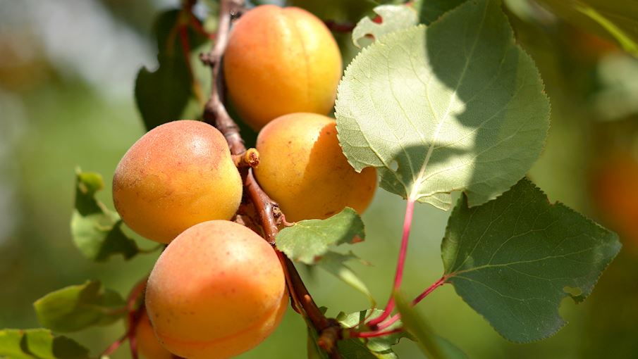 4 Most Popular Austrian Fruits (Types and Products) - TasteAtlas