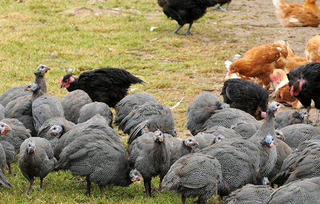 Poultries of the World: 51 Poultry Types | TasteAtlas