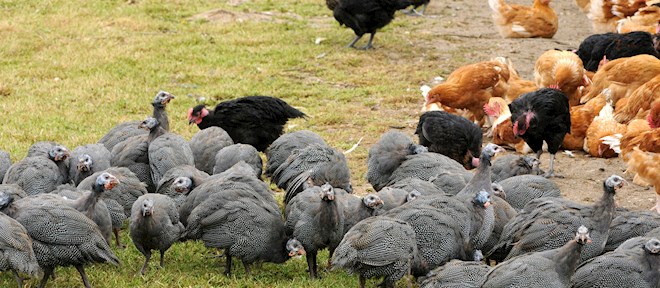 French Poultry: 43 Poultry Types in France | TasteAtlas