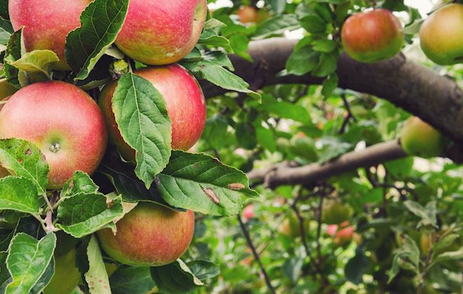 Fruits of the World: 253 Fruit Types | TasteAtlas