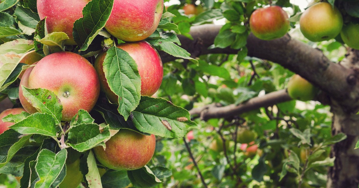 81 Best Fruits in North America - TasteAtlas