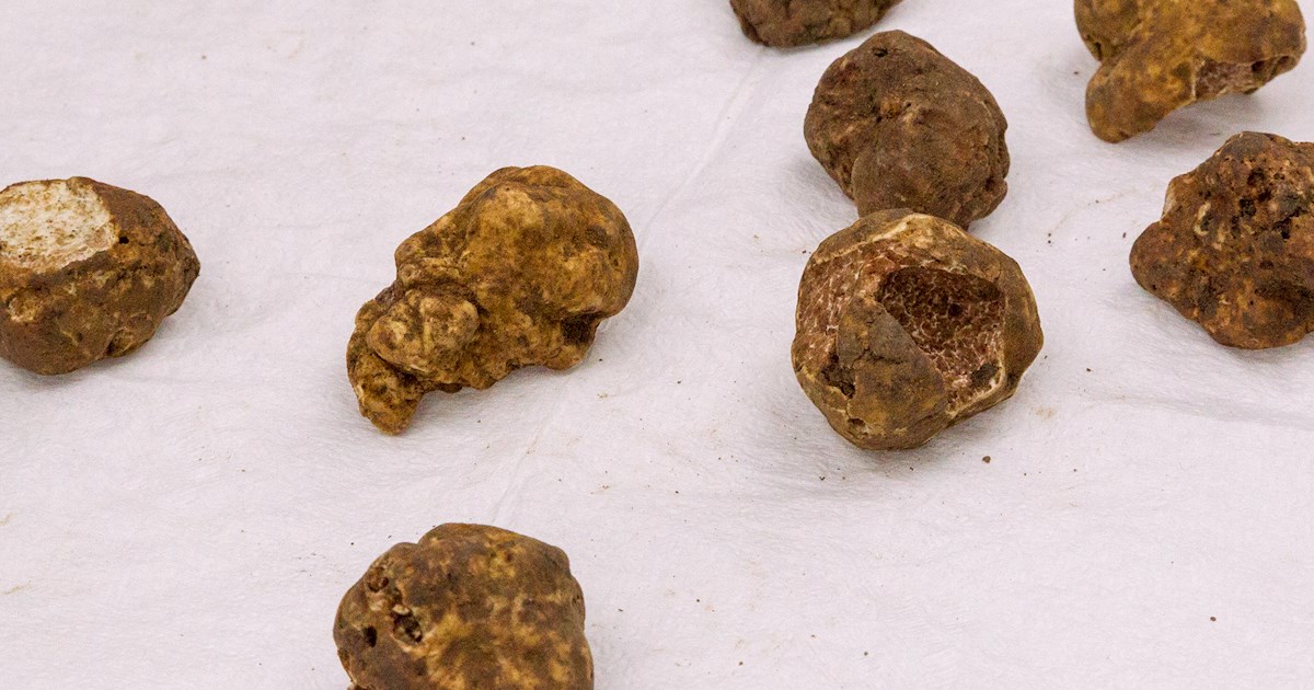 Oregon Truffles | Local Truffle From Oregon, United States of America