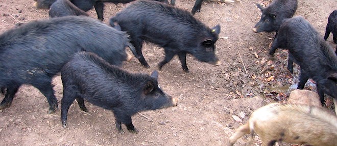 Porks of the World: 26 Pork Types | TasteAtlas