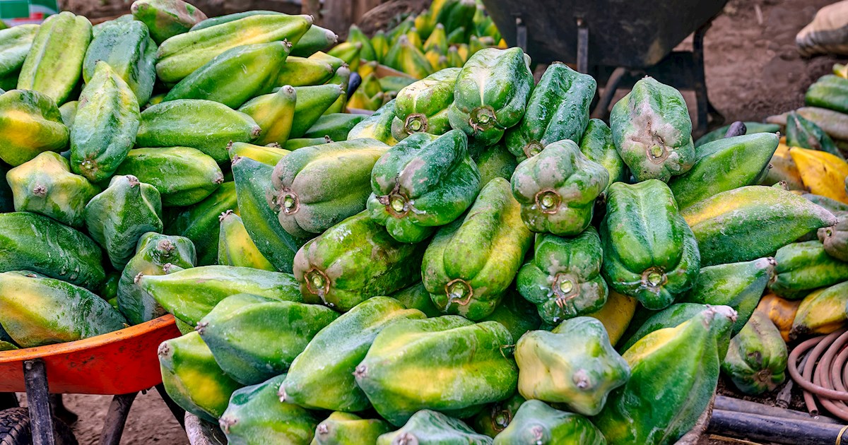 Babaco | Local Tropical Fruit From Ecuador