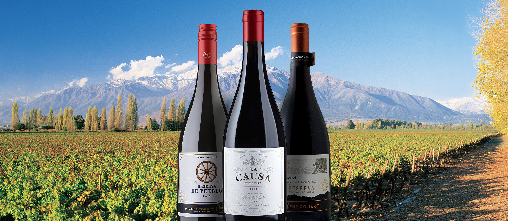 País | Local Wine Variety From Chile