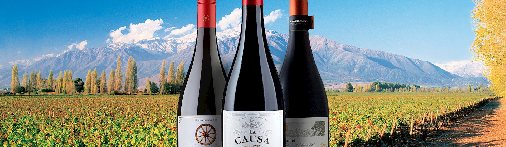 Top 64 Chilean Wines - TasteAtlas
