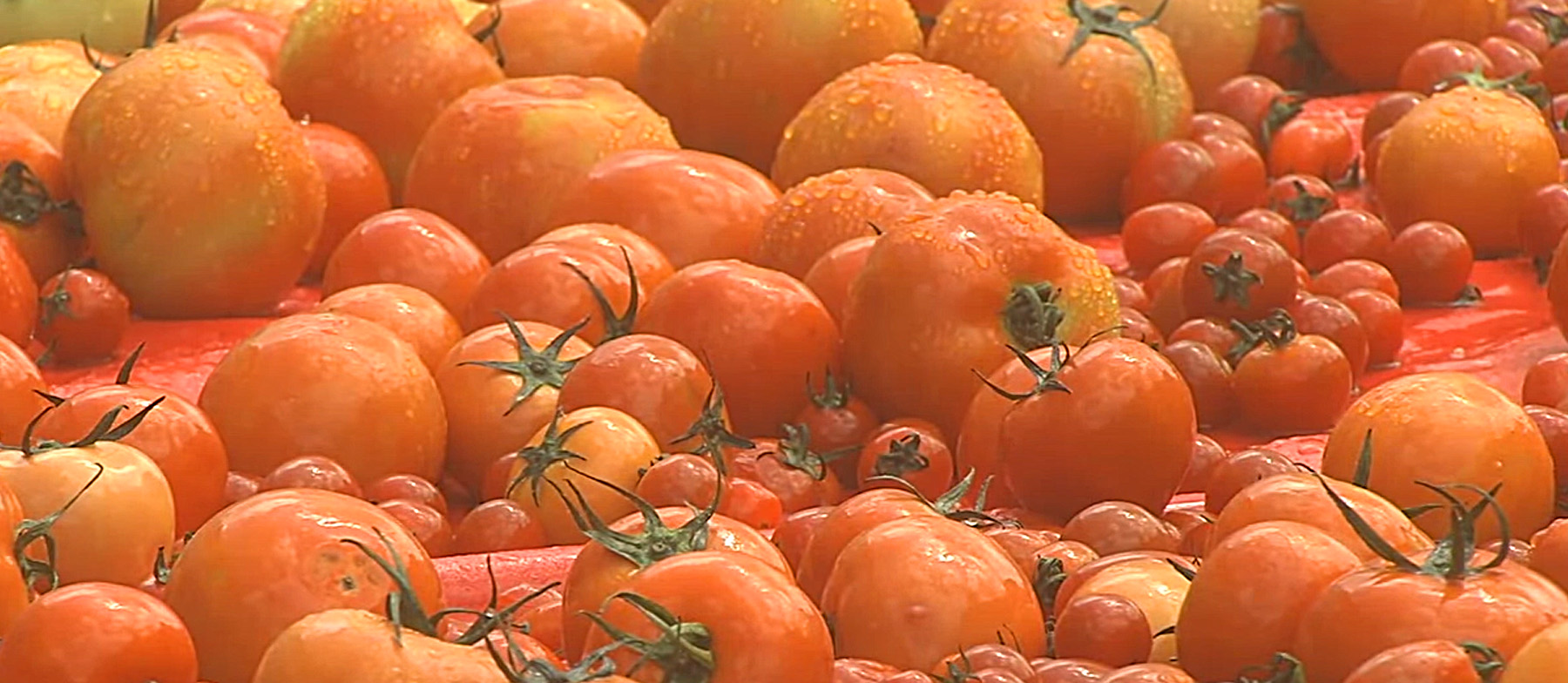 Dunnae Highland Tomatoes | Local Tomato From Dunnae, South Korea